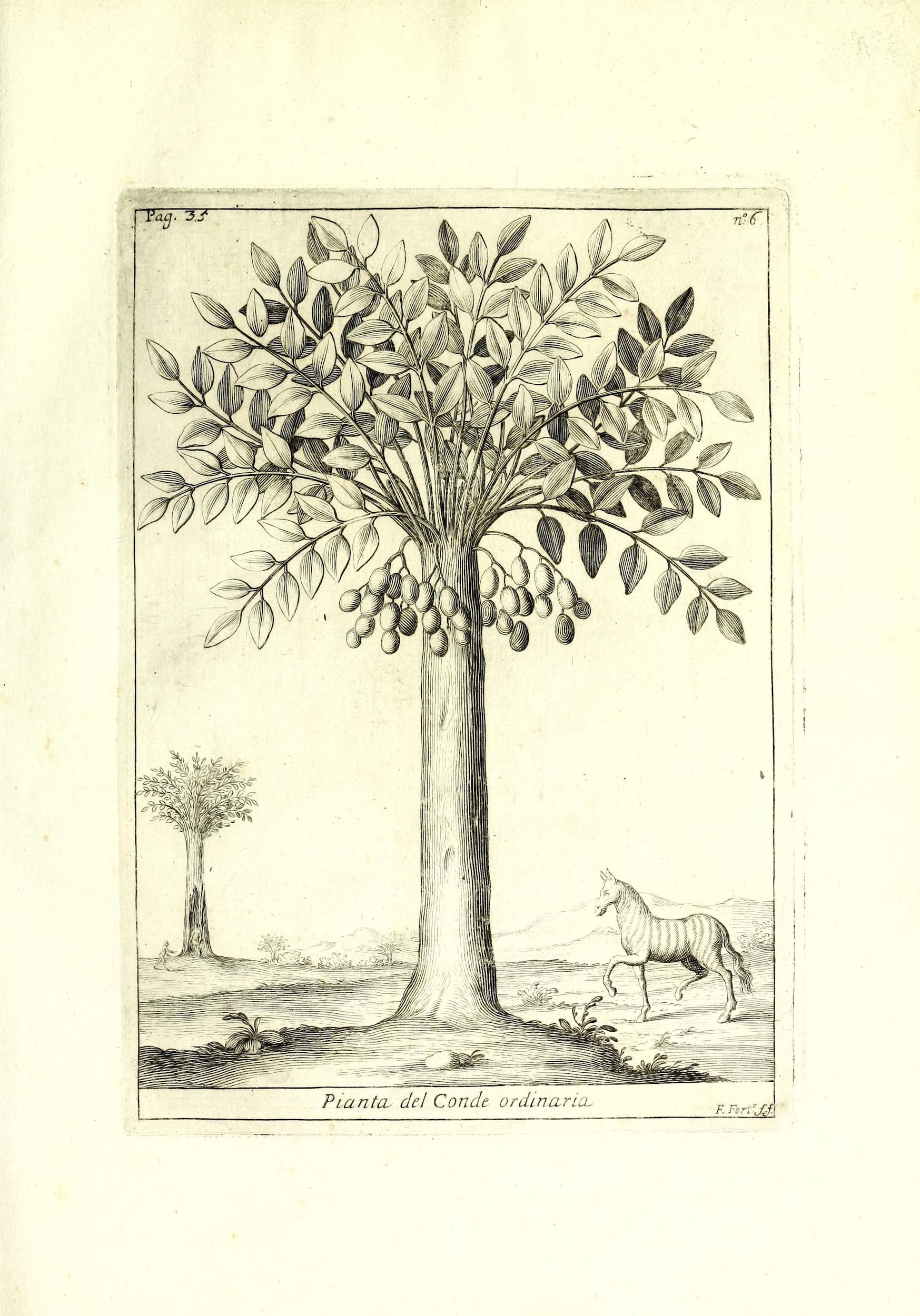 Giovanni Antonio Cavazzi and Fortunato Alamandini, Istorica descrizione ...