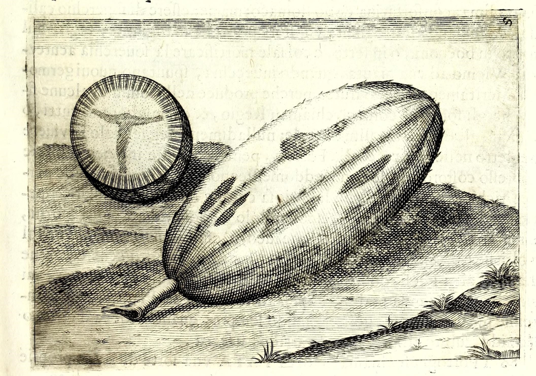 Giovanni Antonio Cavazzi and Fortunato Alamandini, Istorica descrizione ...