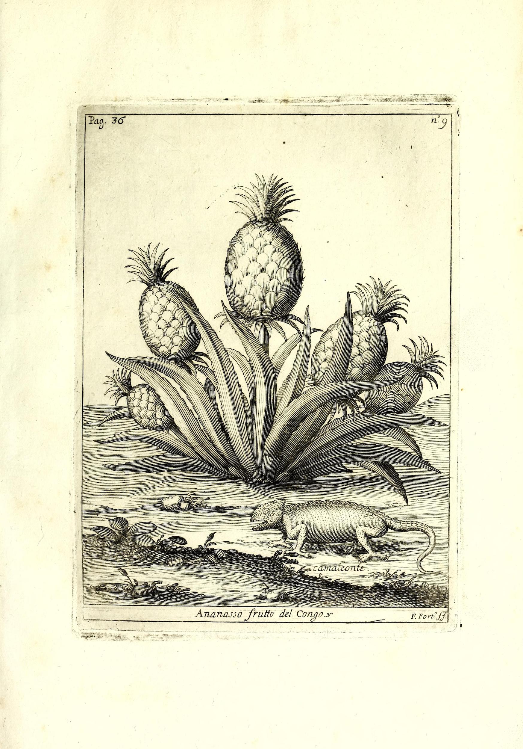 Giovanni Antonio Cavazzi and Fortunato Alamandini, Istorica descrizione ...