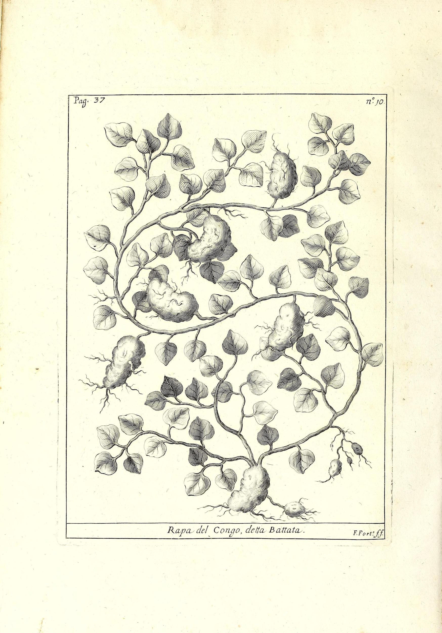 Giovanni Antonio Cavazzi and Fortunato Alamandini, Istorica descrizione ...