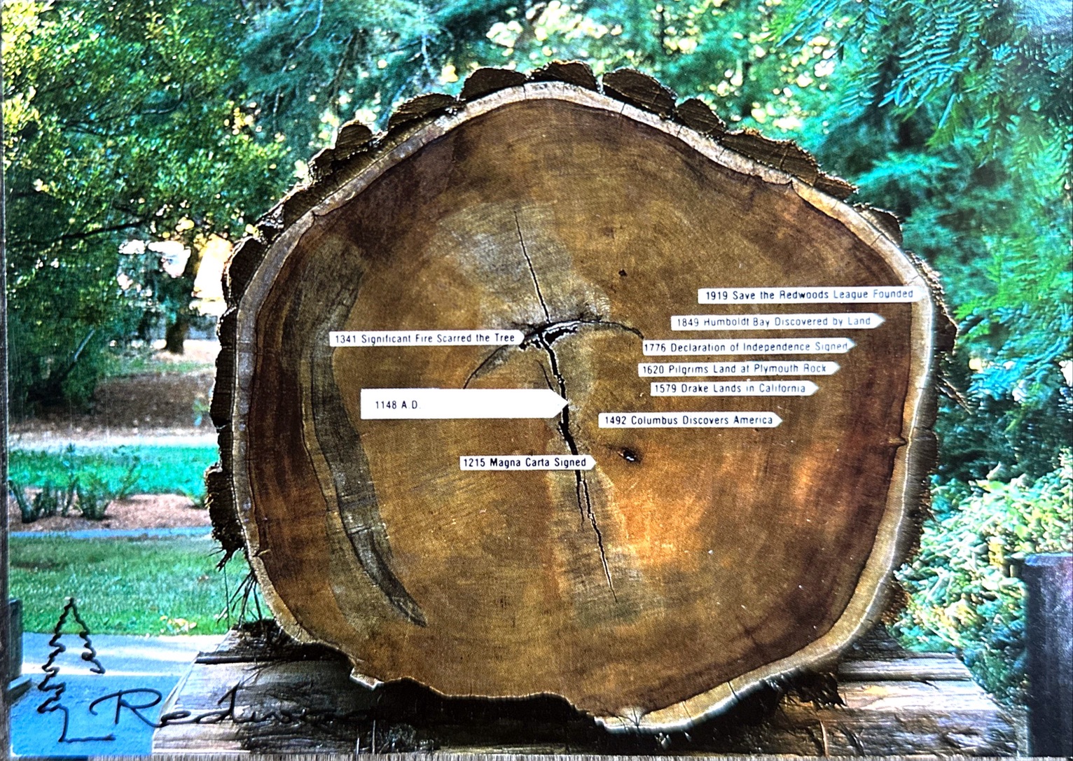 Postcard of labeled California redwood cross-section, tree felled in ...
